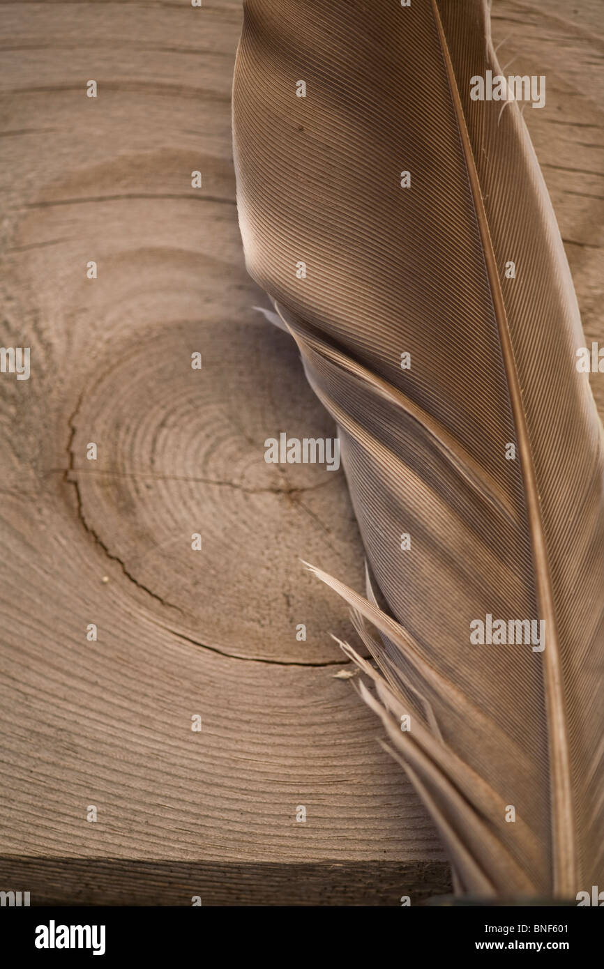 Detail of feather shot against wood Stock Photo - Alamy