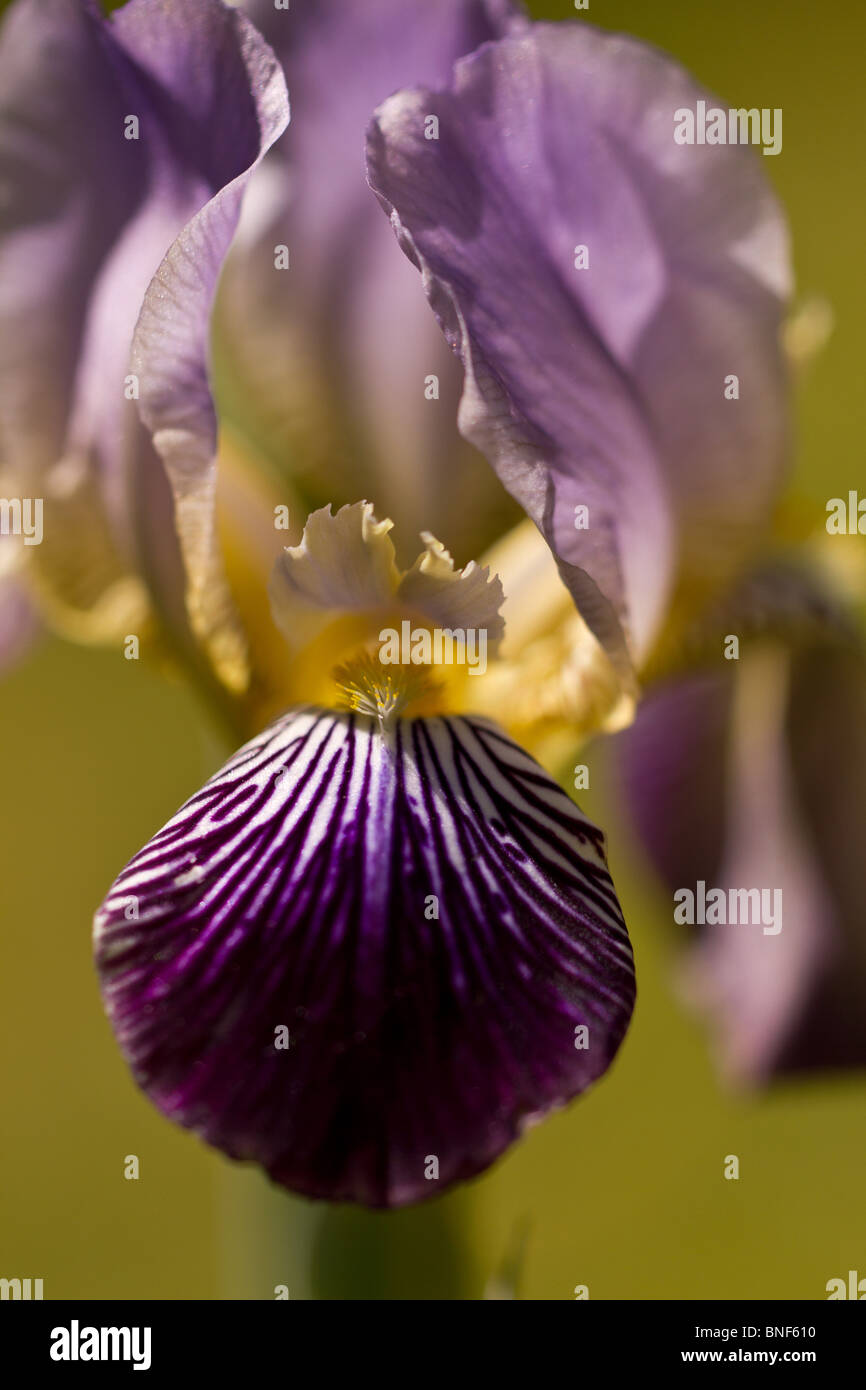 The flower IRIS captured by macro, close-up of sepals (petals) and ...