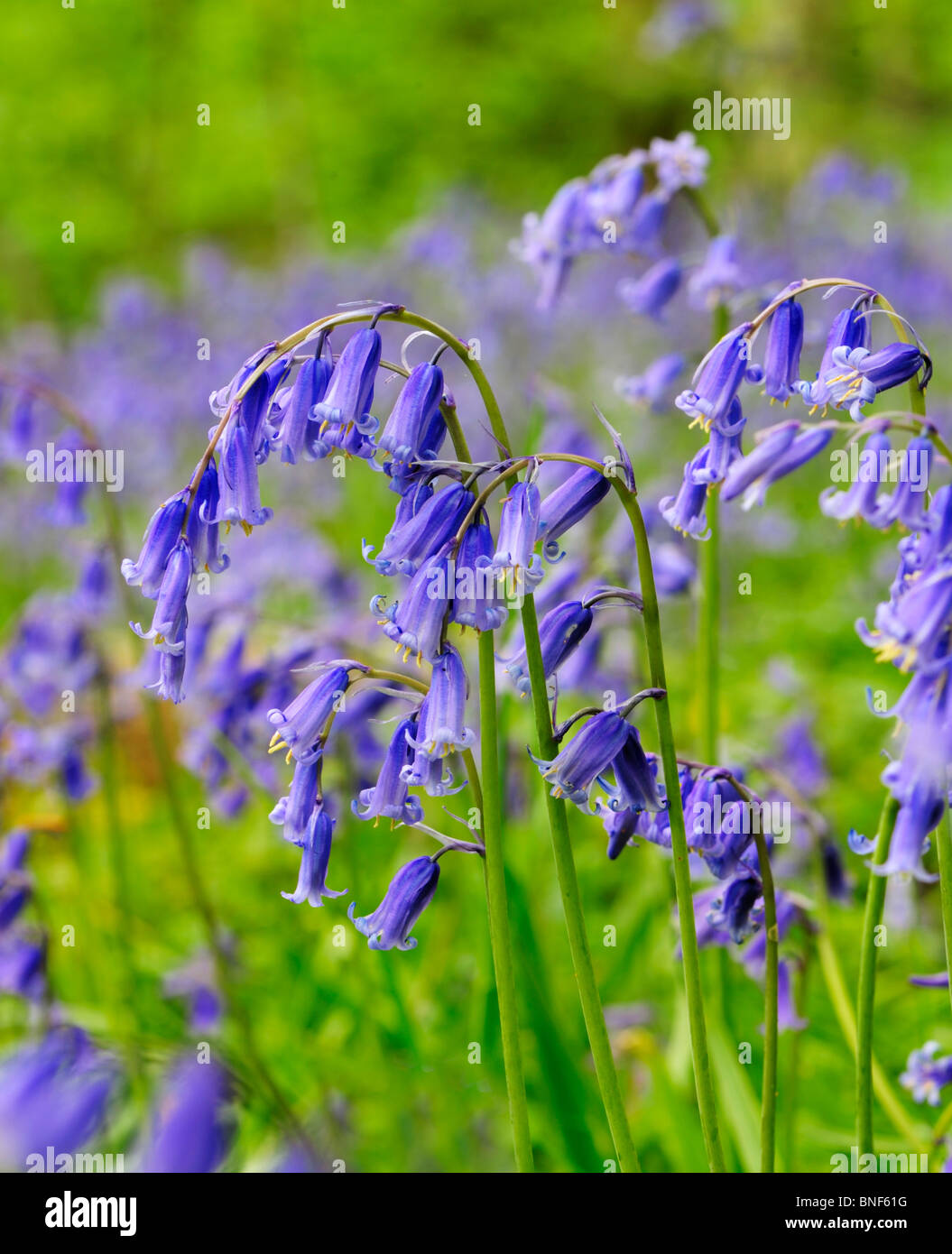 English Bluebells. Hyacinthoides non-scripta Stock Photo - Alamy