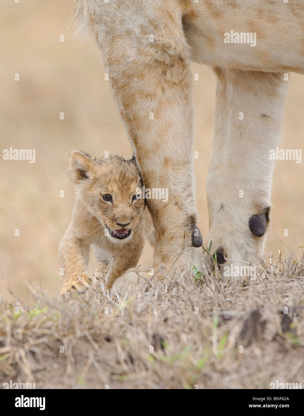 Lion feet hi-res stock photography and images - Alamy