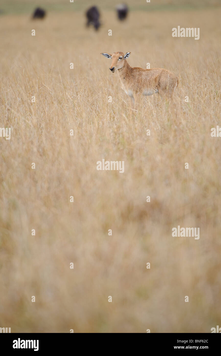 Common Tsessebe (Damaliscus lunatus) calf on plains, Masai Mara ...