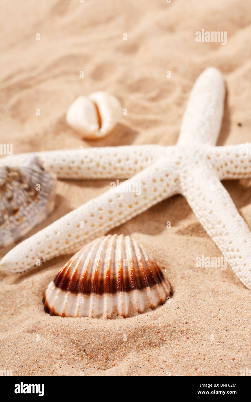 shells on the beach Stock Photo - Alamy