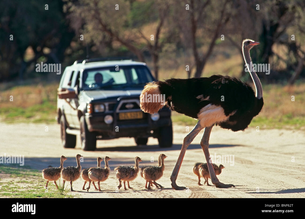 Close-Up view of Common Ostrich (Struthio camelus) and chicks crossing ...