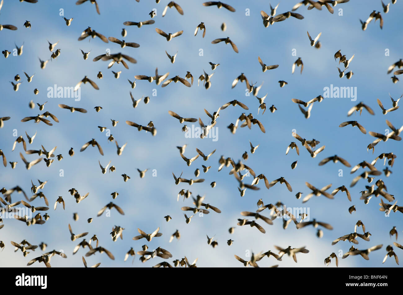 Water birds flying over Rhino Island, Lake Kariba, Matusadona National ...
