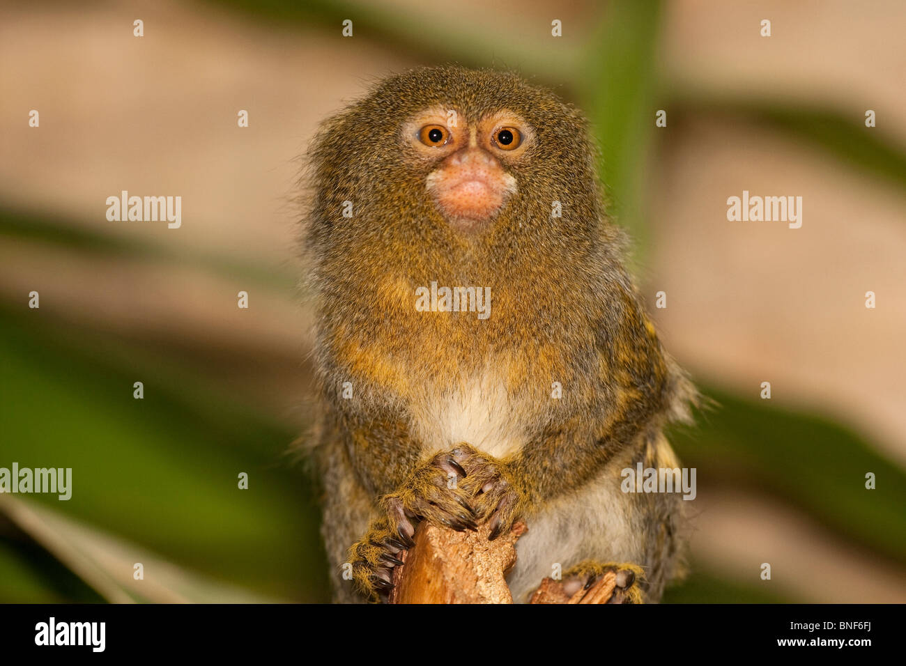 Cebuella niveiventris hi-res stock photography and images - Alamy