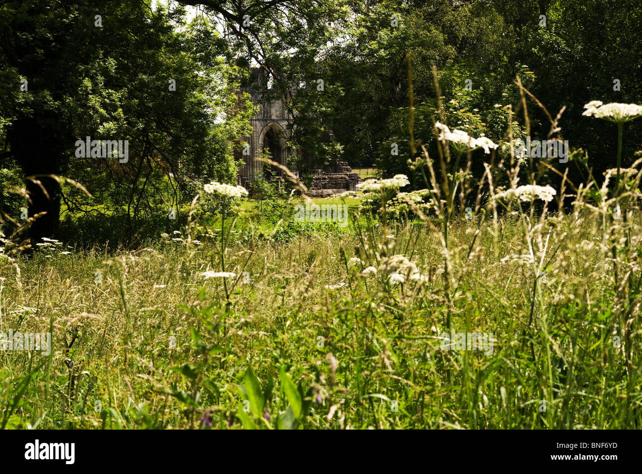 Abbey plants hi-res stock photography and images - Alamy