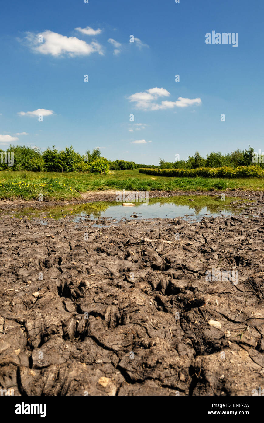 small pond drying up in hot weather Stock Photo - Alamy