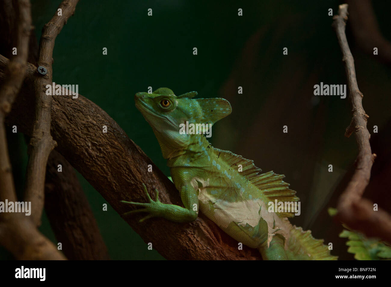 Lizard at Tropical Wings, South Woodham Ferrers Stock Photo - Alamy