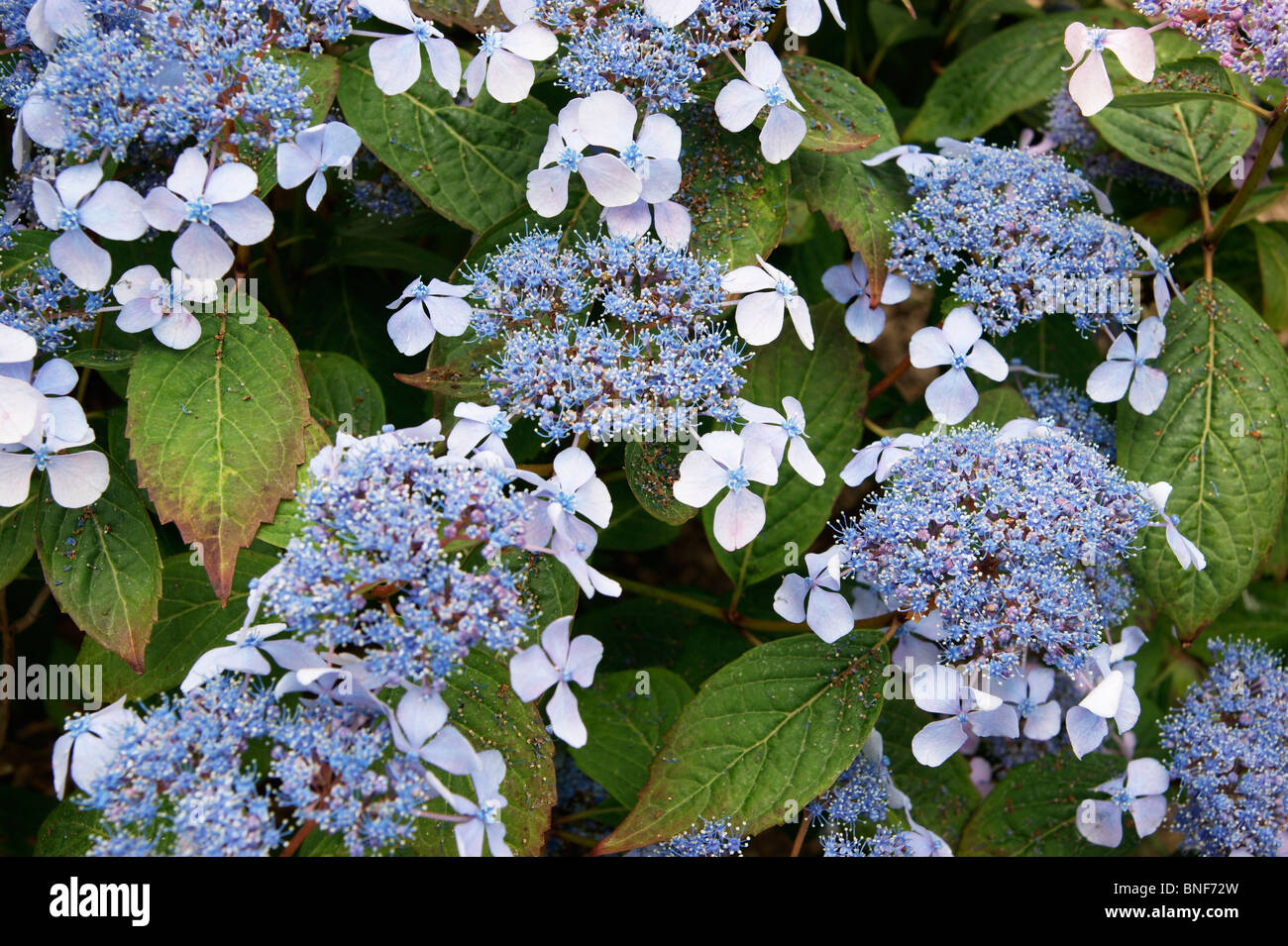 Garden hydrangea lace cap hydrangea hi-res stock photography and images ...