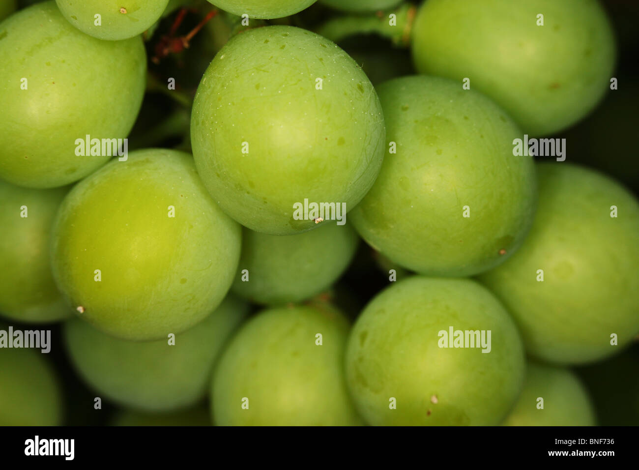 Unripe grapes on a vine Stock Photo - Alamy