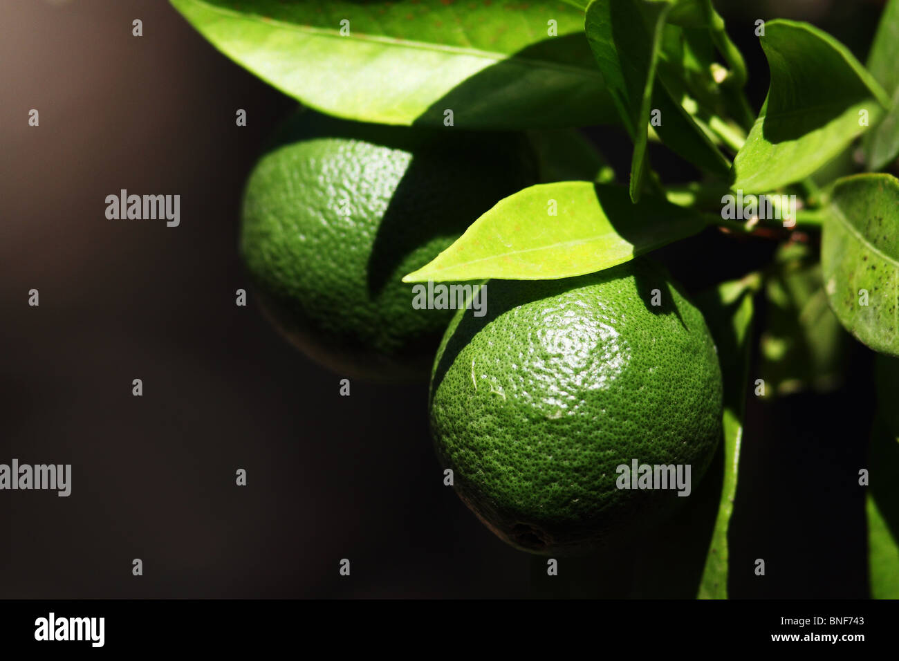 two unripe oranges on a tree Stock Photo - Alamy