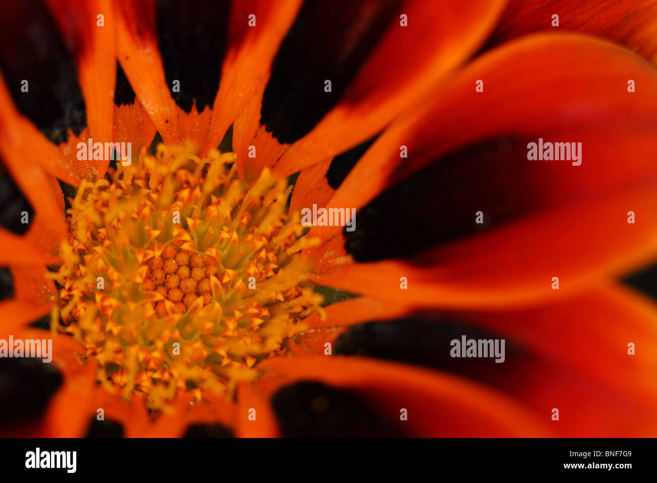 Orange Gazania flower Stock Photo - Alamy