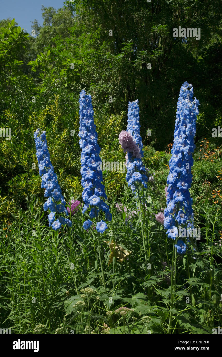 Delphinium blue flower hi-res stock photography and images - Alamy