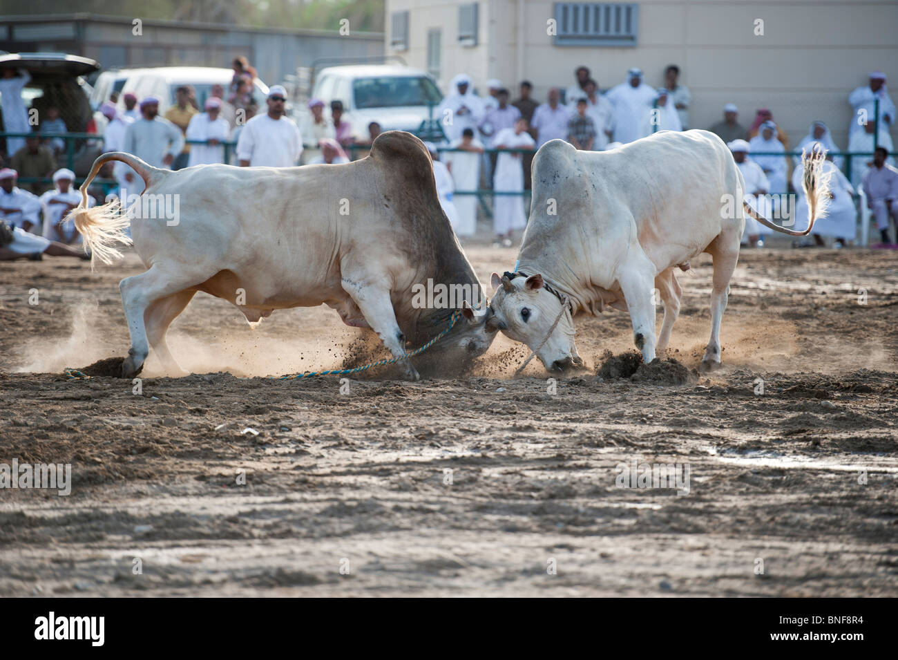 Bull Butting High Resolution Stock Photography and Images - Alamy