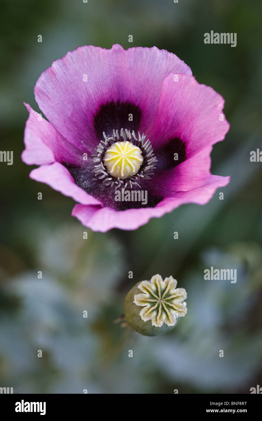 Beautiful violet poppies on a rural kitchen garden. Papaver somniferum ...