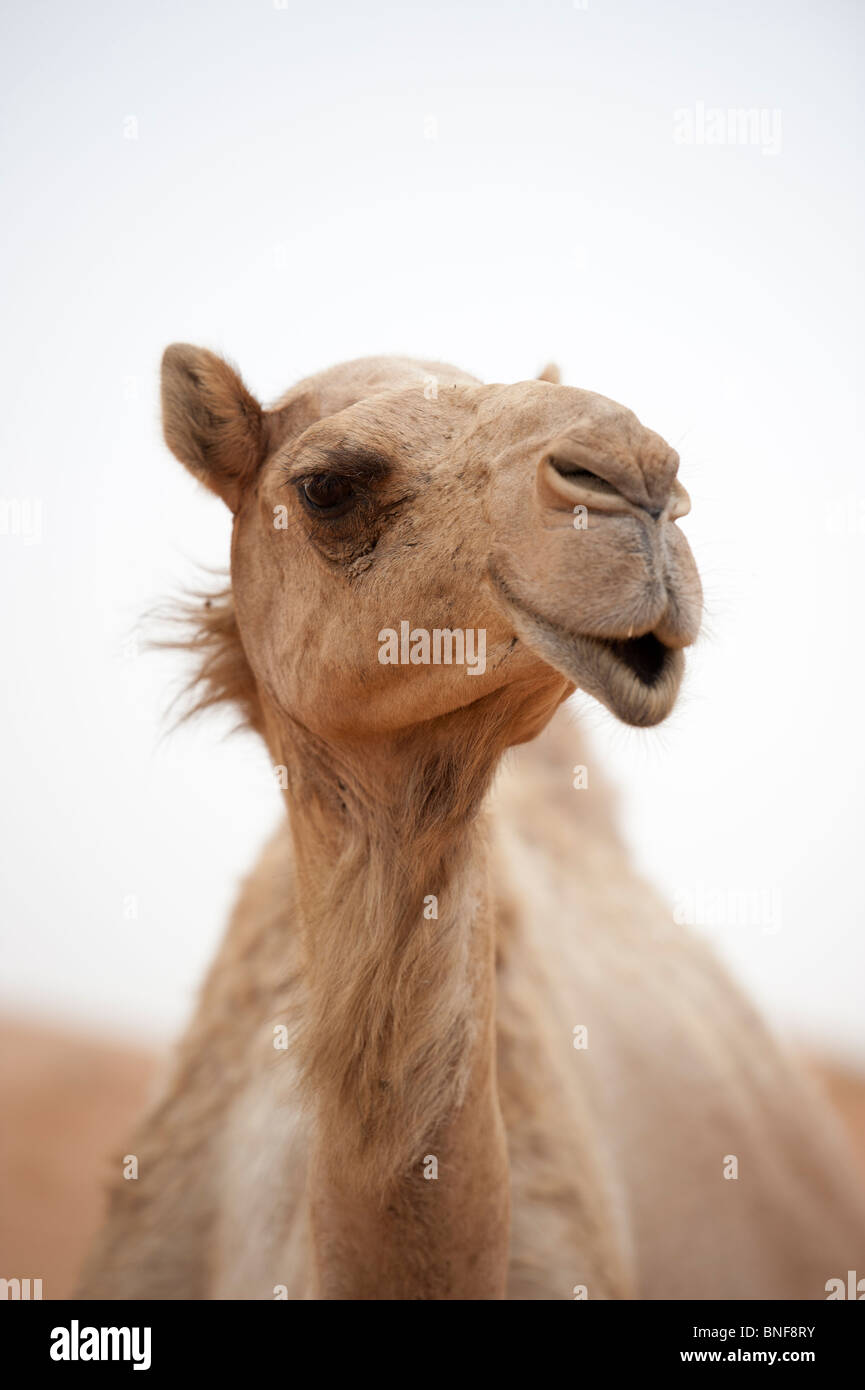 Arabian dromedary camels (camelus dromedarius) in the desert sand of ...