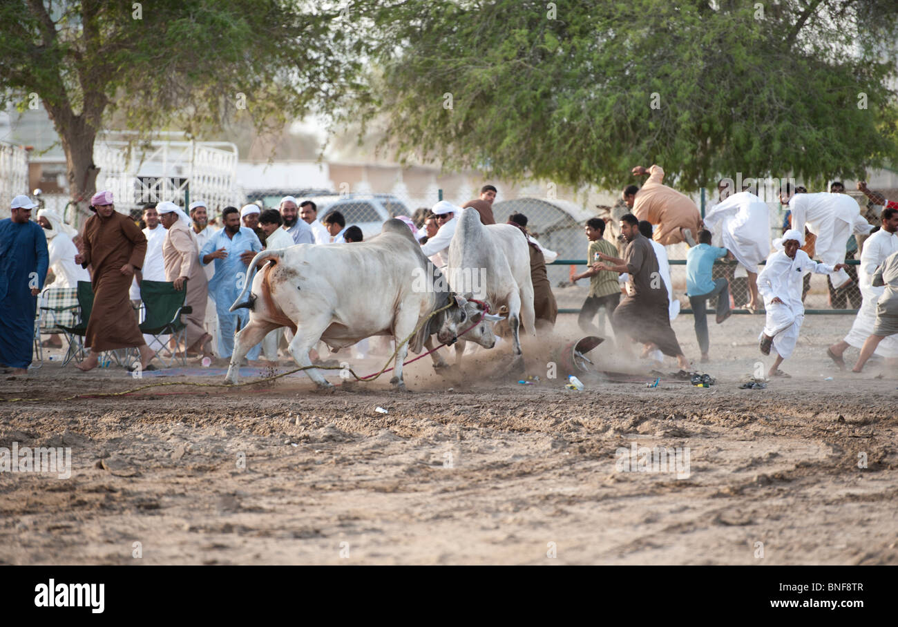 Bull butting at Fujairah, UAE Stock Photo - Alamy