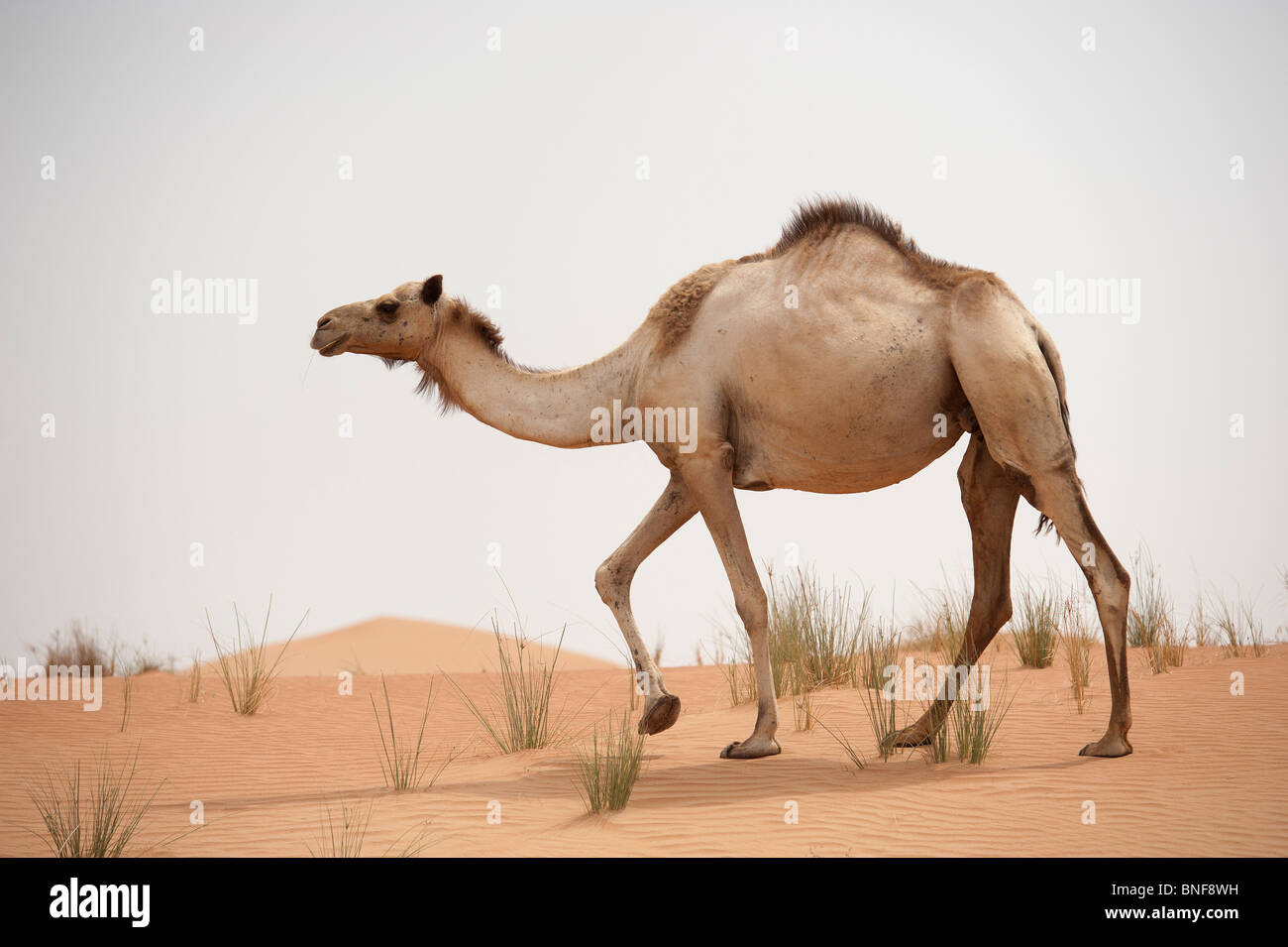 Arabian dromedary camels (camelus dromedarius) in the desert sand of ...