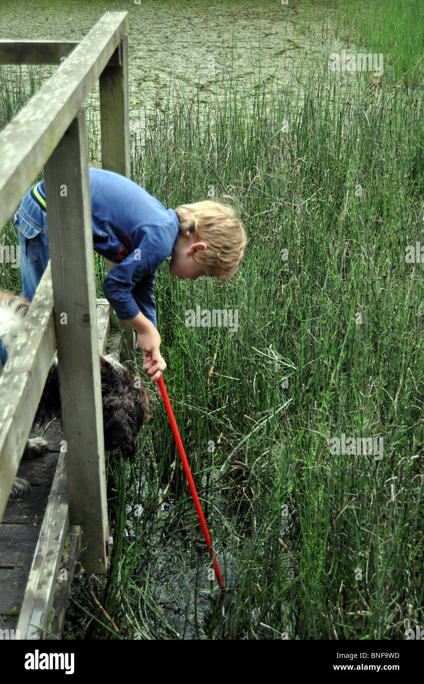 Boy Pond dipping Stock Photo - Alamy