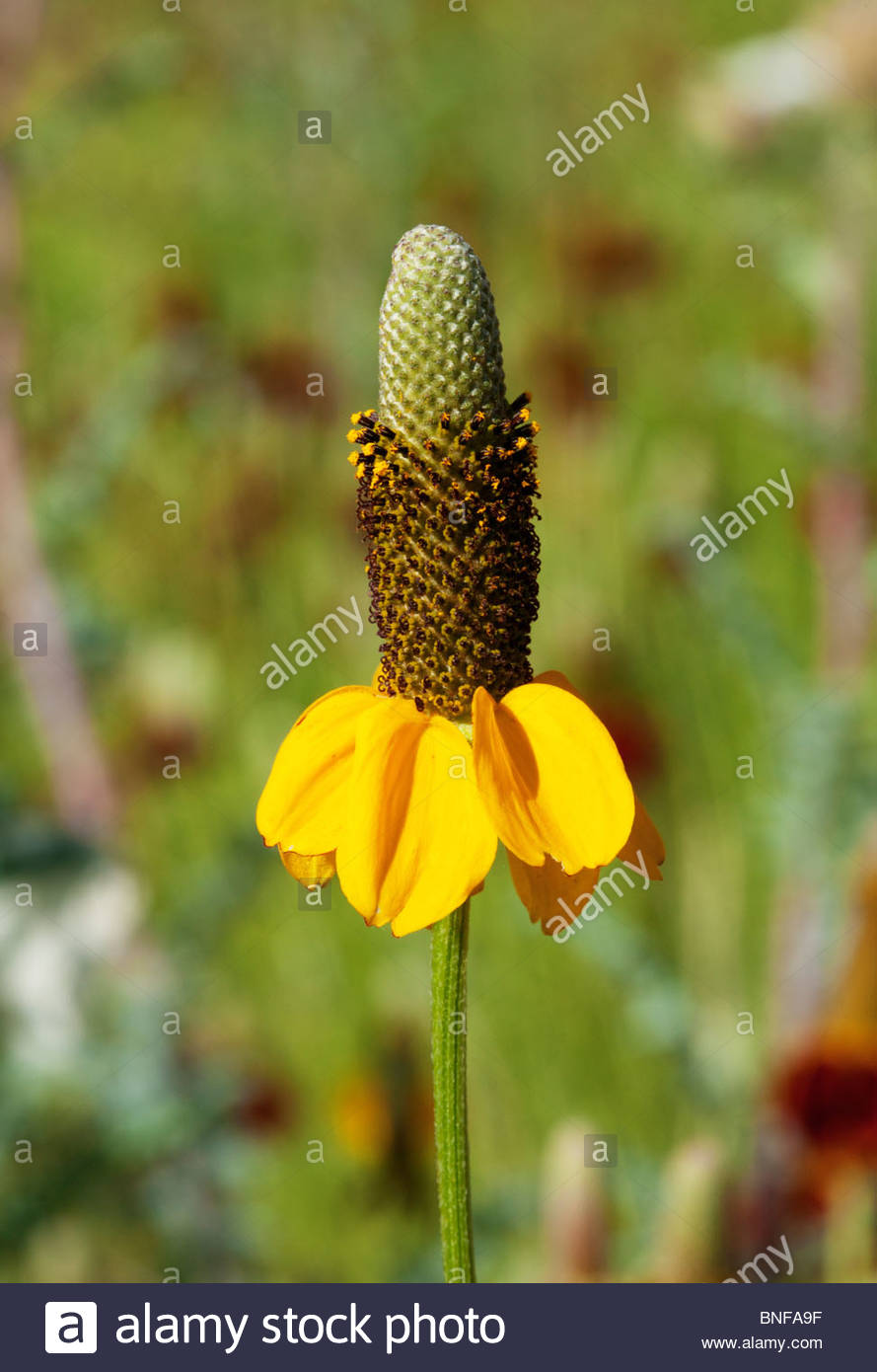 Mexican Hat Plant Stock Photos & Mexican Hat Plant Stock Images - Alamy