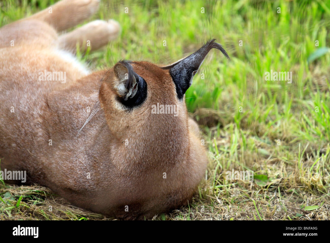 Rooikat hi-res stock photography and images - Alamy