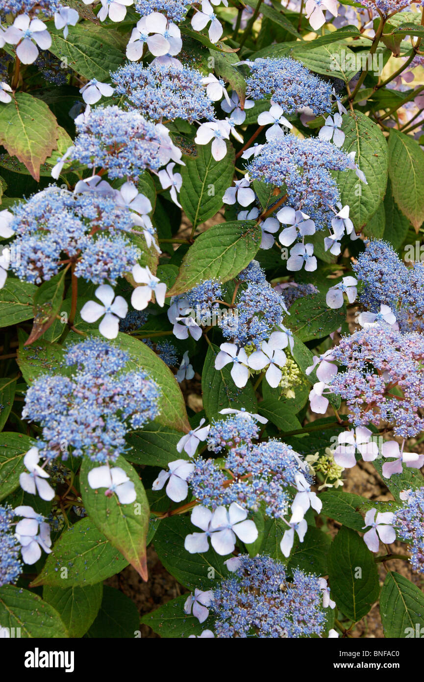 Garden hydrangea lace cap hydrangea hi-res stock photography and images - Alamy