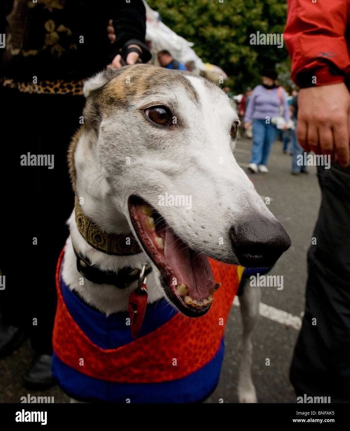Rescue greyhound hi-res stock photography and images - Alamy