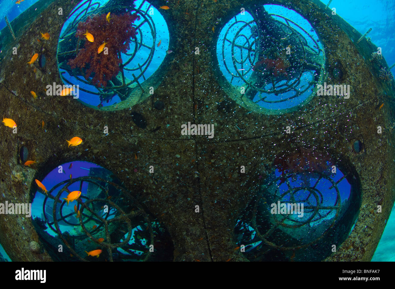 Israel, Eilat, Red Sea, – Underwater photograph of the Tamar Reef an ...