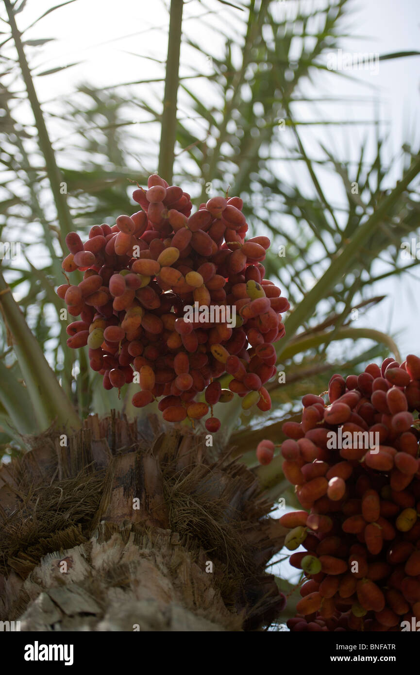 Date palms in Dibba, UAE Stock Photo - Alamy