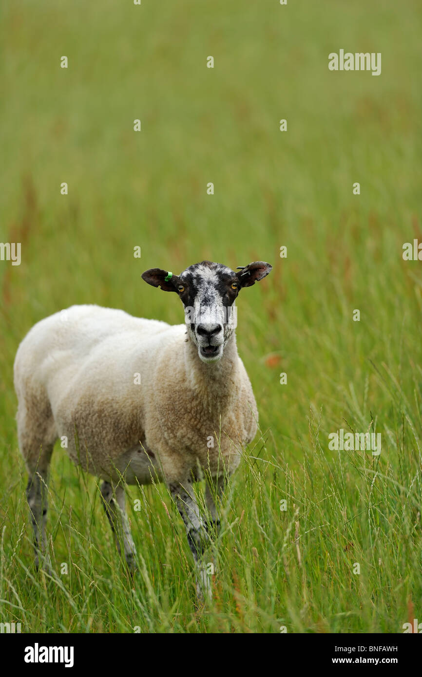 Prime British Livestock - Sheep Stock Photo - Alamy