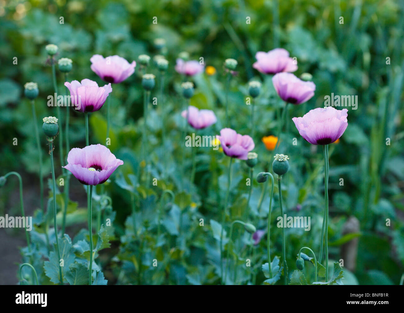 Beautiful violet poppies on a rural kitchen garden. Papaver somniferum ...