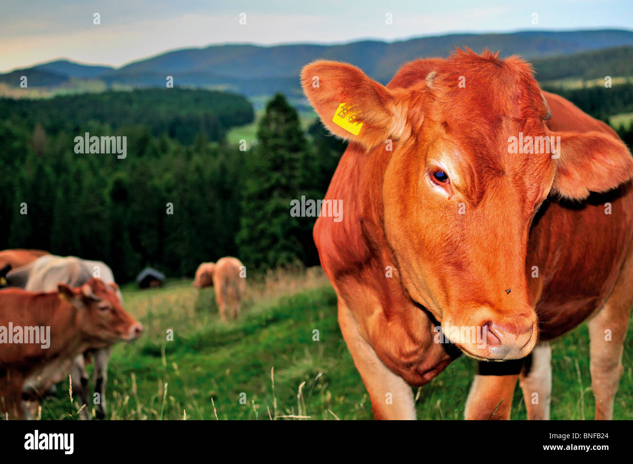 Germany, Black Forest: Cows on the field at the highlands of Bernau ...