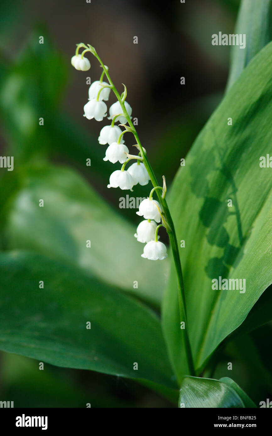 May lily of the valley hi-res stock photography and images - Alamy