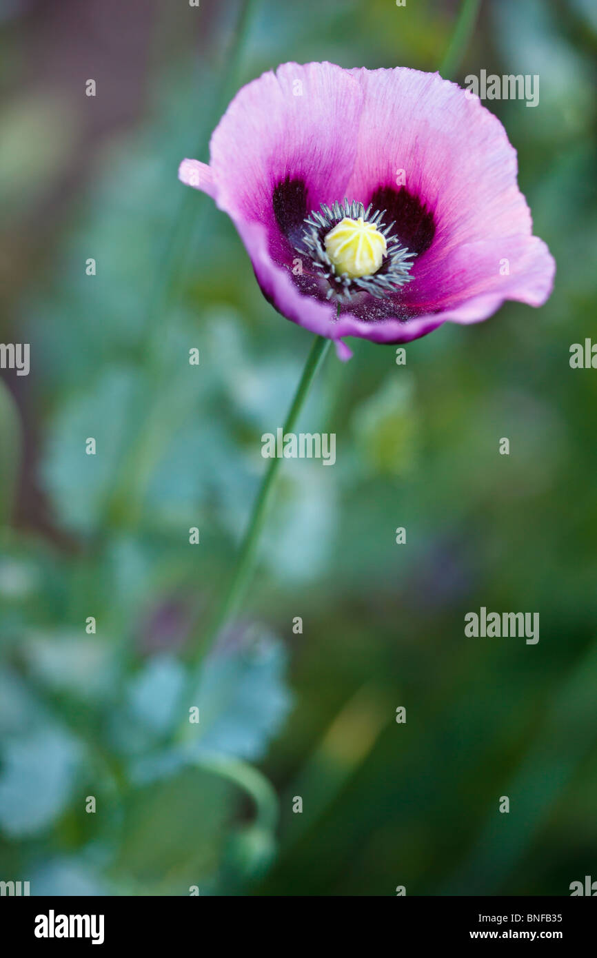 Beautiful violet poppies on a rural kitchen garden. Papaver somniferum ...