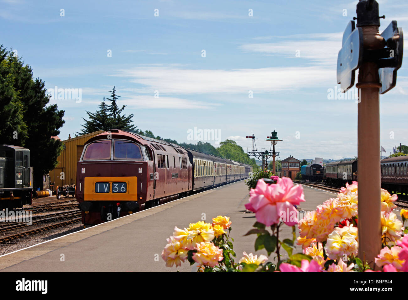 The preserved Western class diesel locomotive arriving at Minehead station in Devon on the West ...