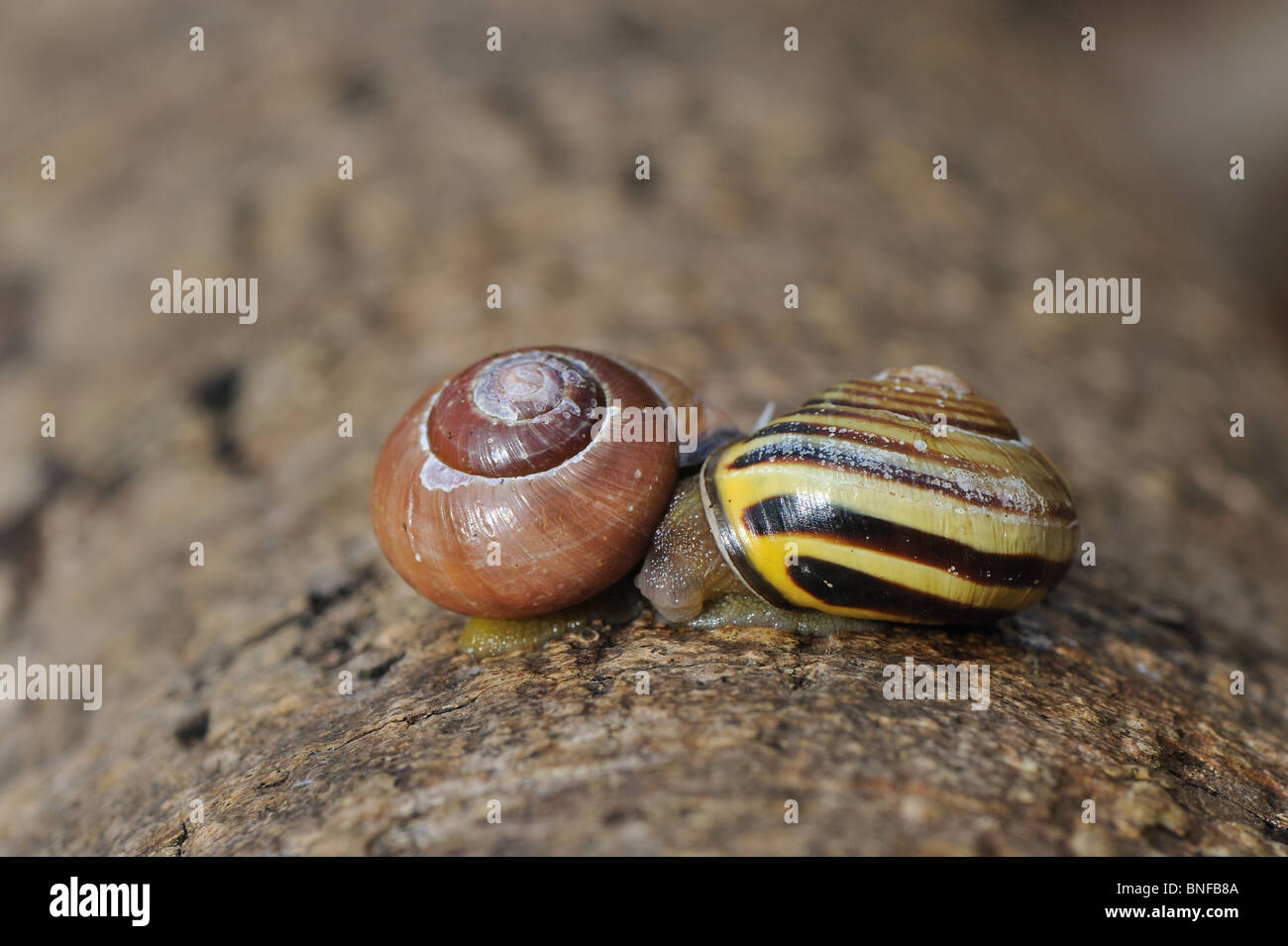 Snail mating hi-res stock photography and images - Alamy