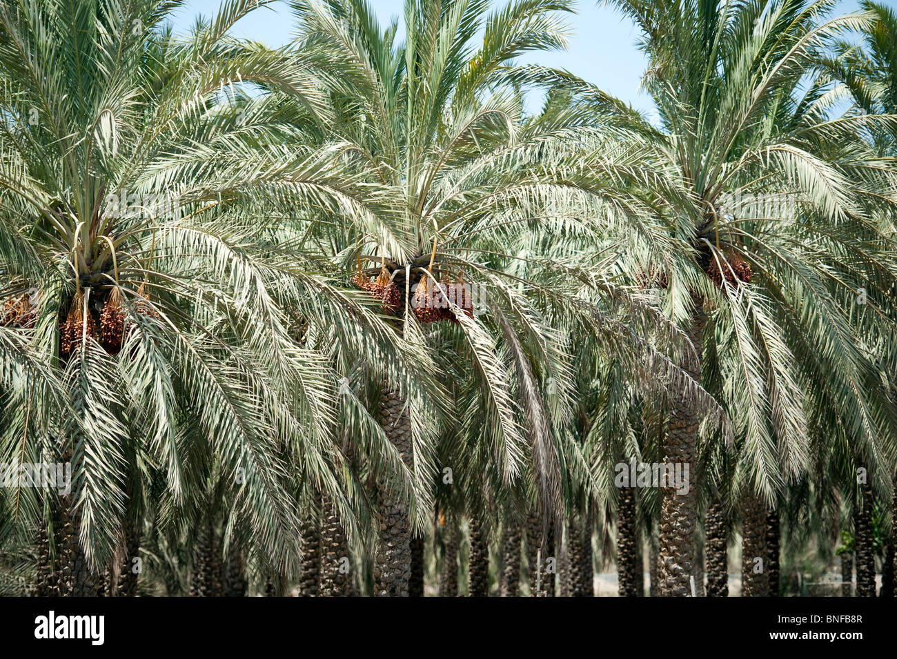Date palms in Dibba, UAE Stock Photo - Alamy