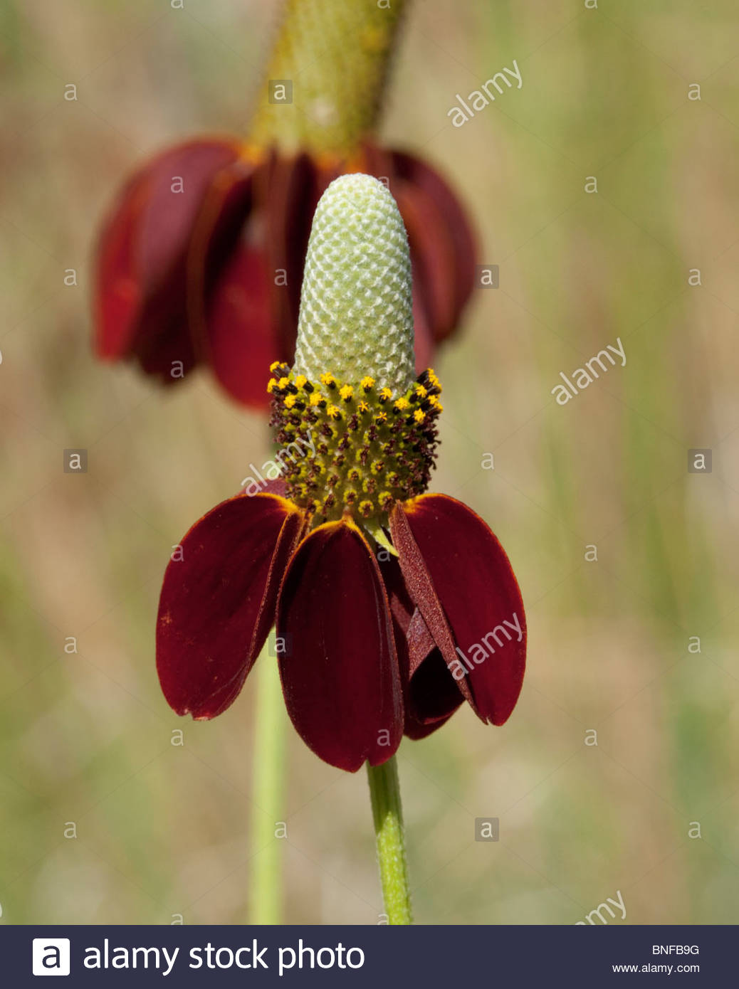 Ratibida Columnifera Pulcherrima High Resolution Stock Photography and ...