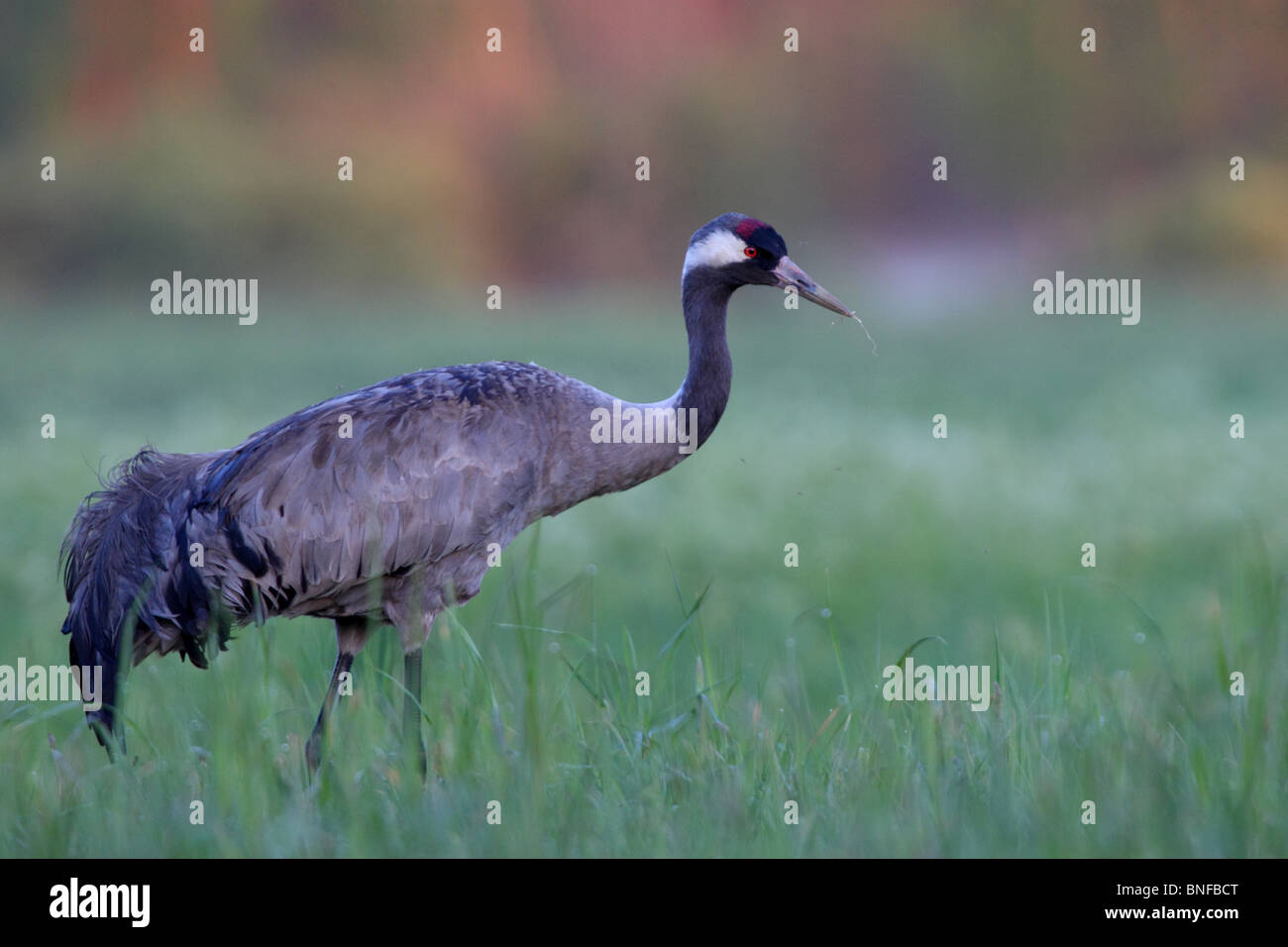 Common crane uk hi-res stock photography and images - Alamy