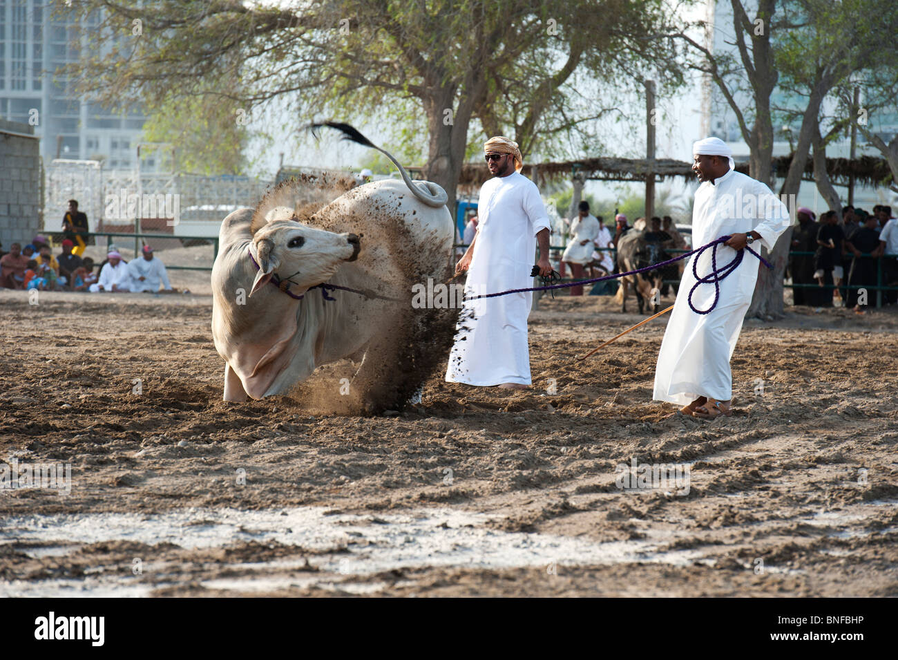 Bull butting at Fujairah, UAE Stock Photo - Alamy
