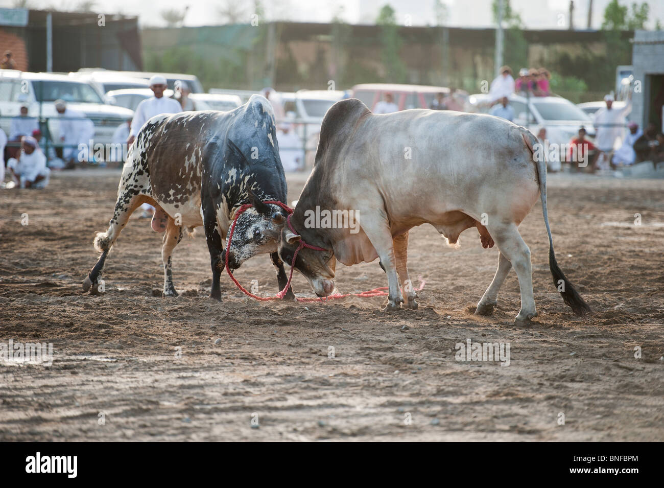Bull butting at Fujairah, UAE Stock Photo - Alamy