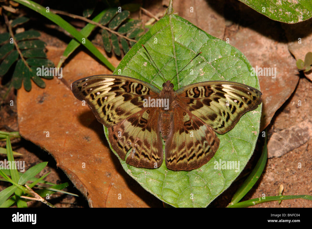 Butterfly (Euryphura chalcis : Nymphalidae) female basking in ...
