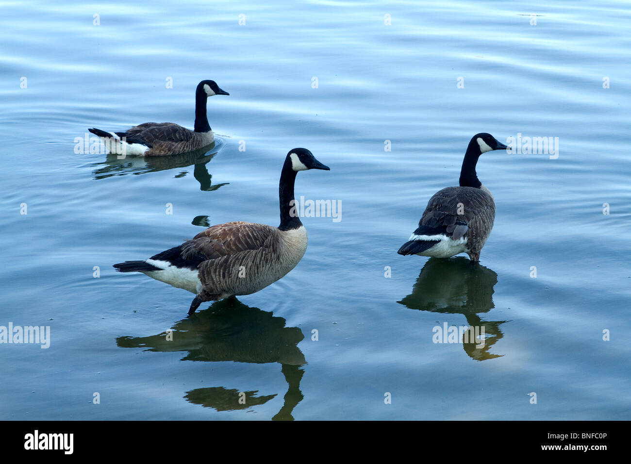 Dara kushner hi-res stock photography and images - Alamy