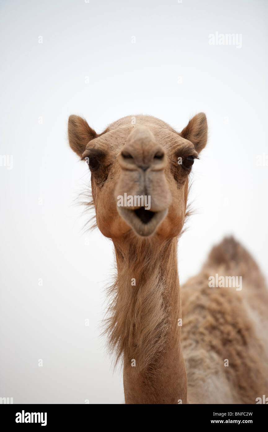 Arabian dromedary camels (camelus dromedarius) in the desert sand of ...