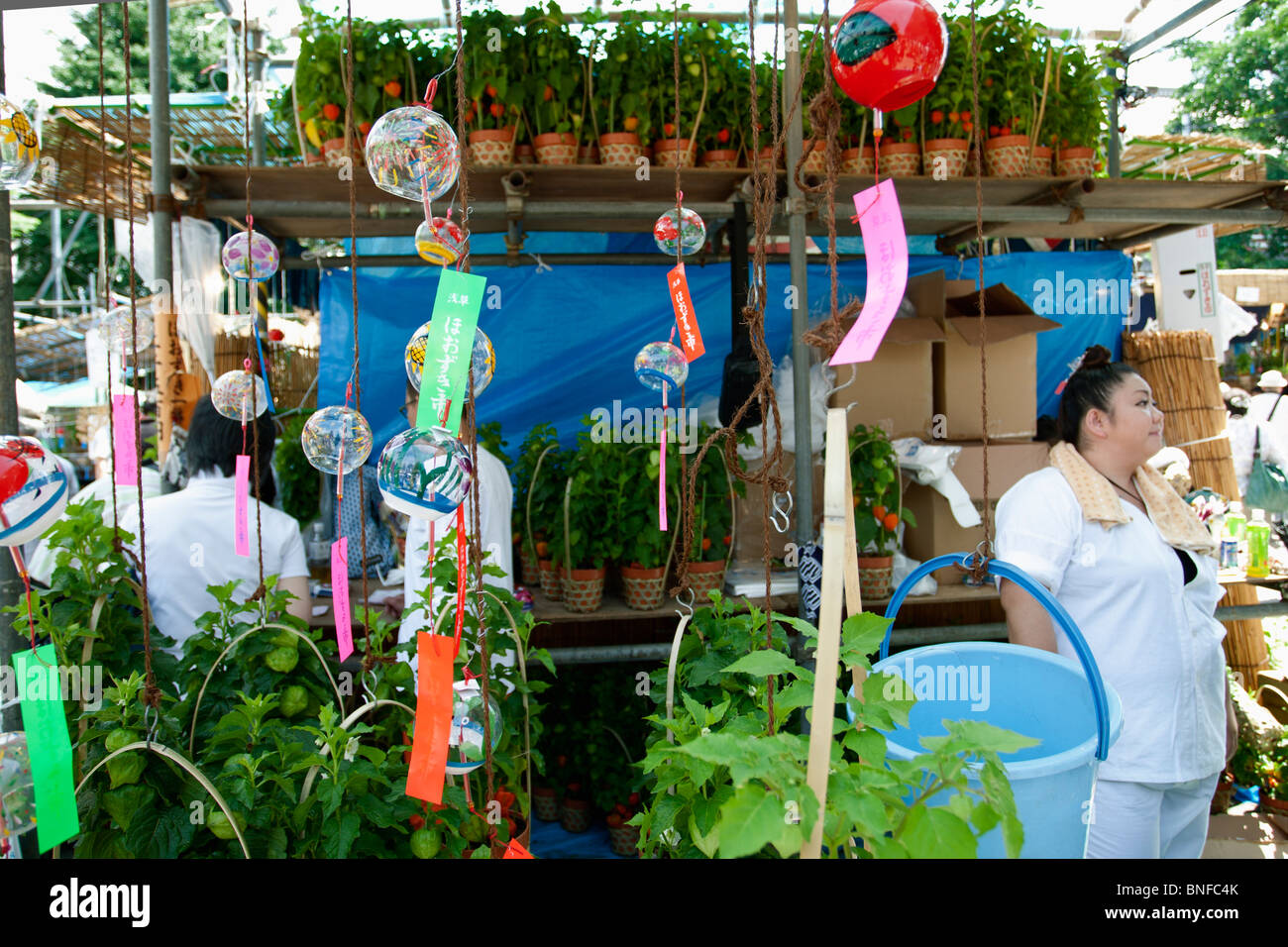 Hozuki Ichi, Chinese Lantern Plant Fair, at Sensoji-temple. Asakusa ...