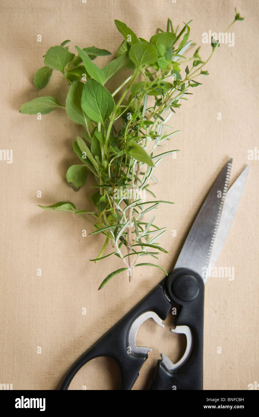 Freshly cut oregano hi-res stock photography and images - Alamy
