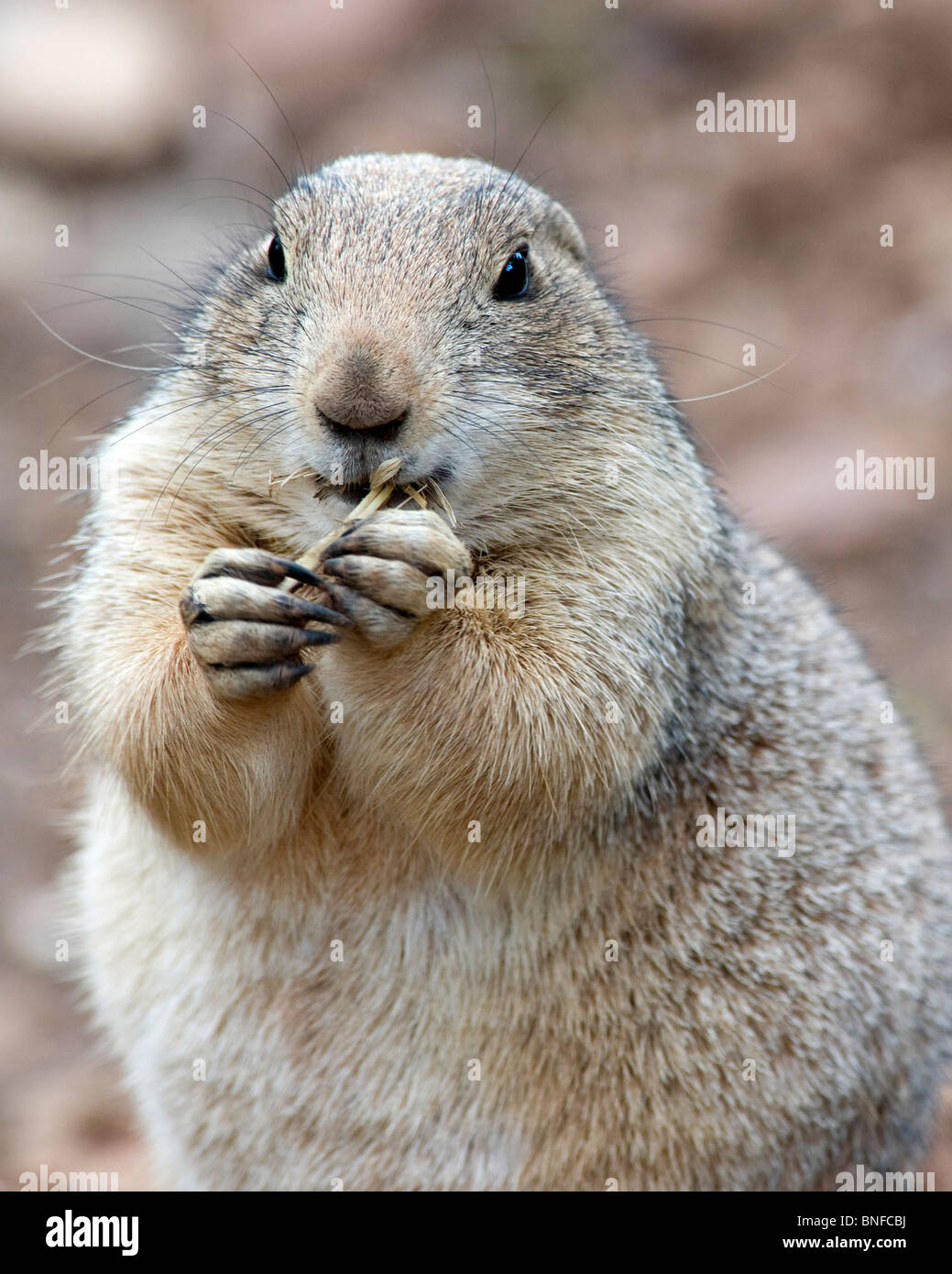 Dog eating hi-res stock photography and images - Alamy