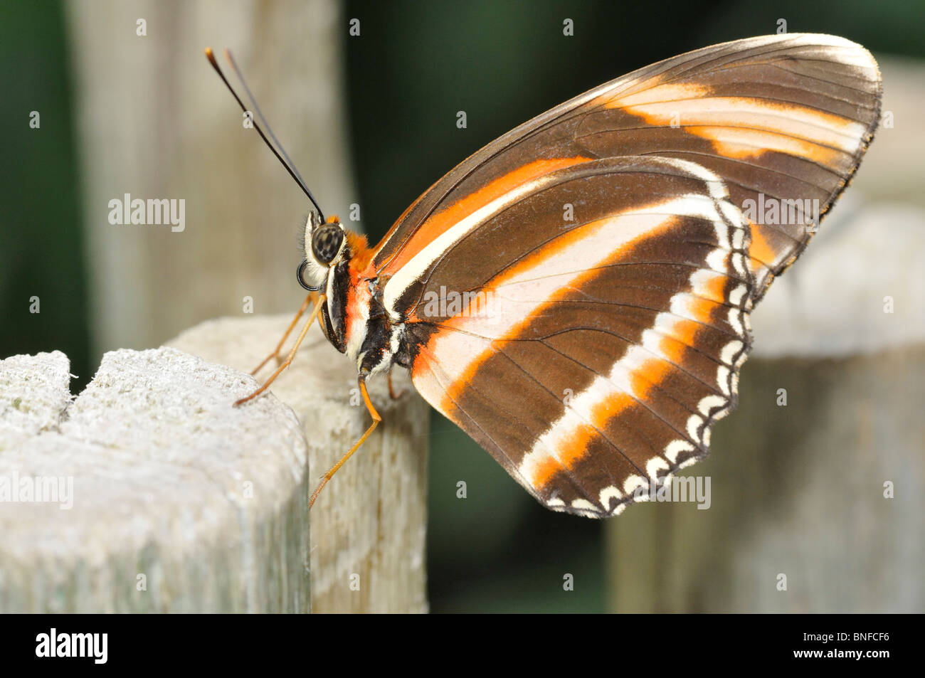 Black White Orange Striped Butterfly Stock Photo - Alamy