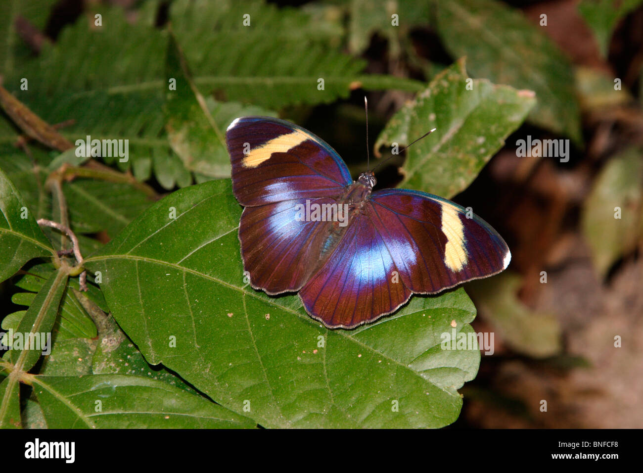 Euphaedra hi-res stock photography and images - Alamy