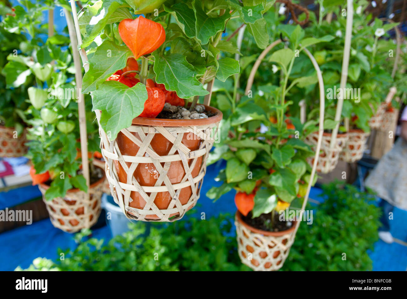 Hozuki ichi chinese lantern plant hi-res stock photography and images ...